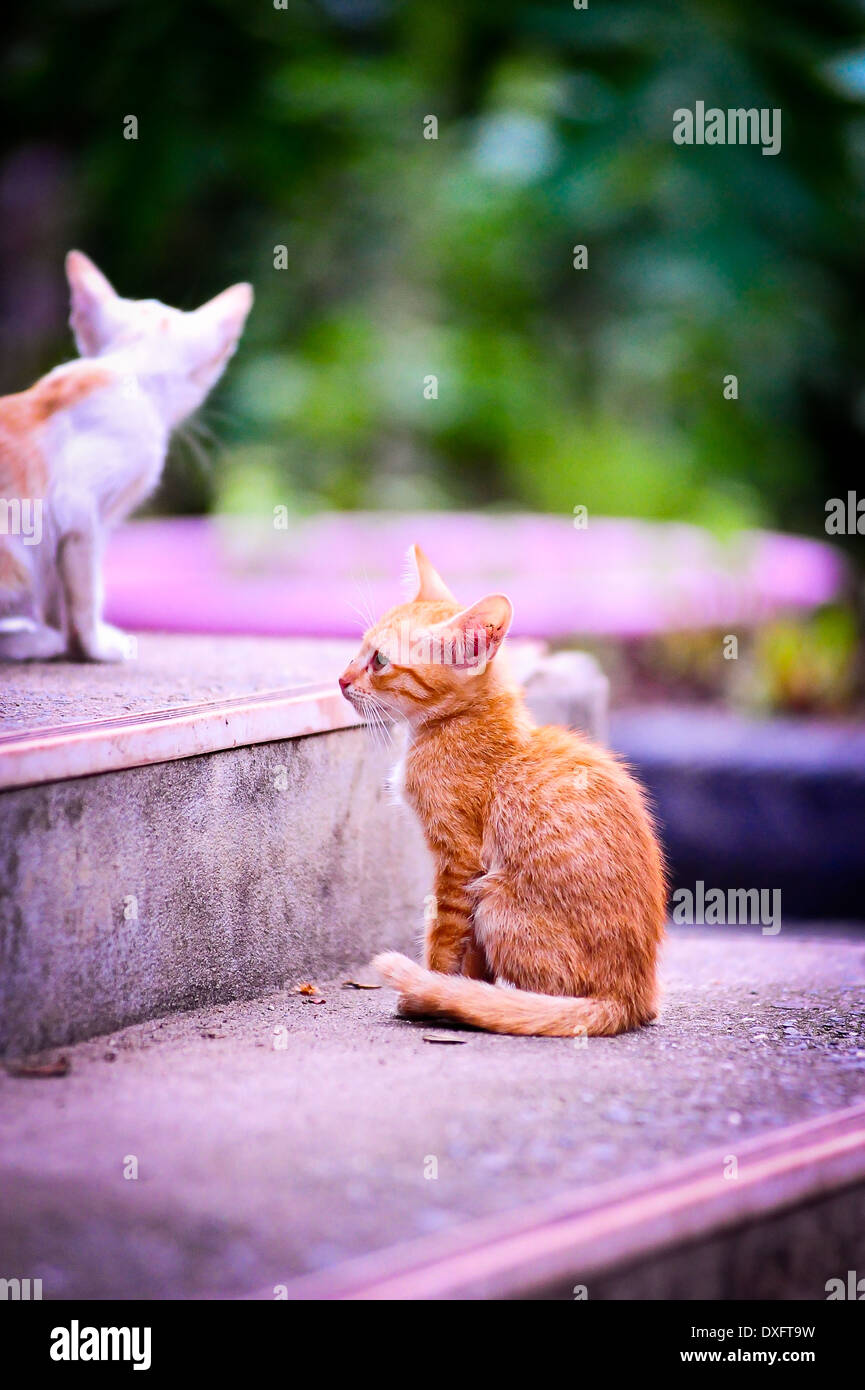 thai cat kitten Stock Photo - Alamy