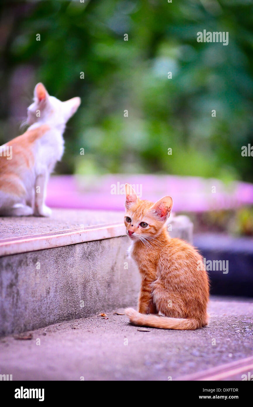 thai cat kitten Stock Photo - Alamy