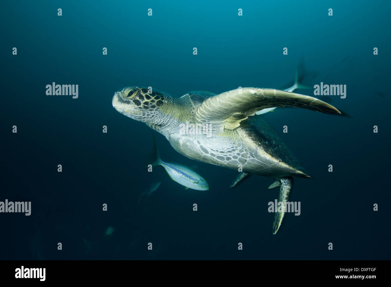 Green Sea Turtle, Chelonia mydas, Cocos Island, Costa Rica Stock Photo ...