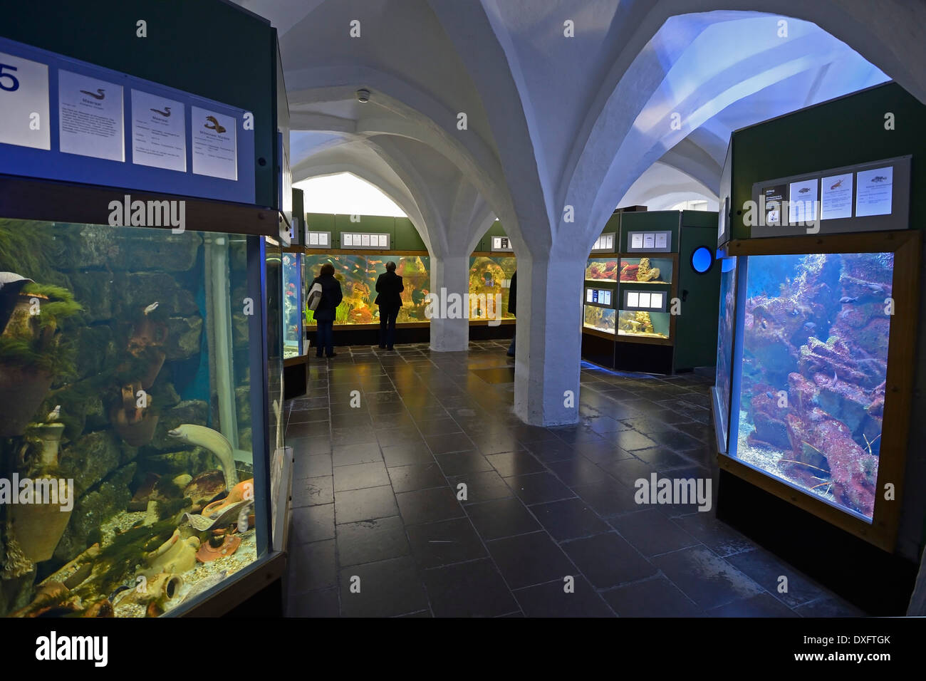 Vistor at aquarium, Meeresmuseum, Oceanographic Museum, Hanseatic City ...
