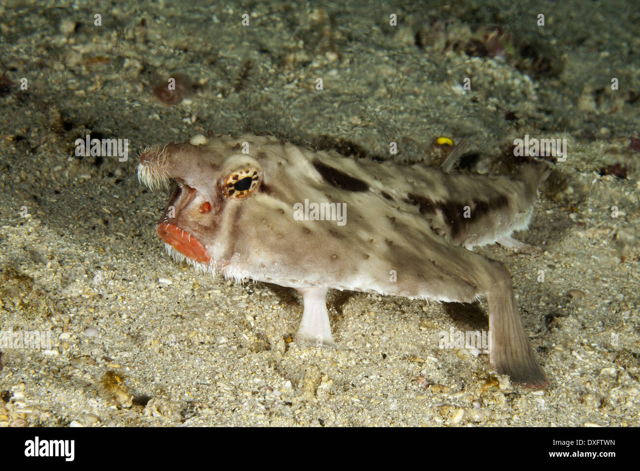 Rosylip Batfish, Ogcocephalus porrectus, Cocos Island, Costa Rica Stock ...