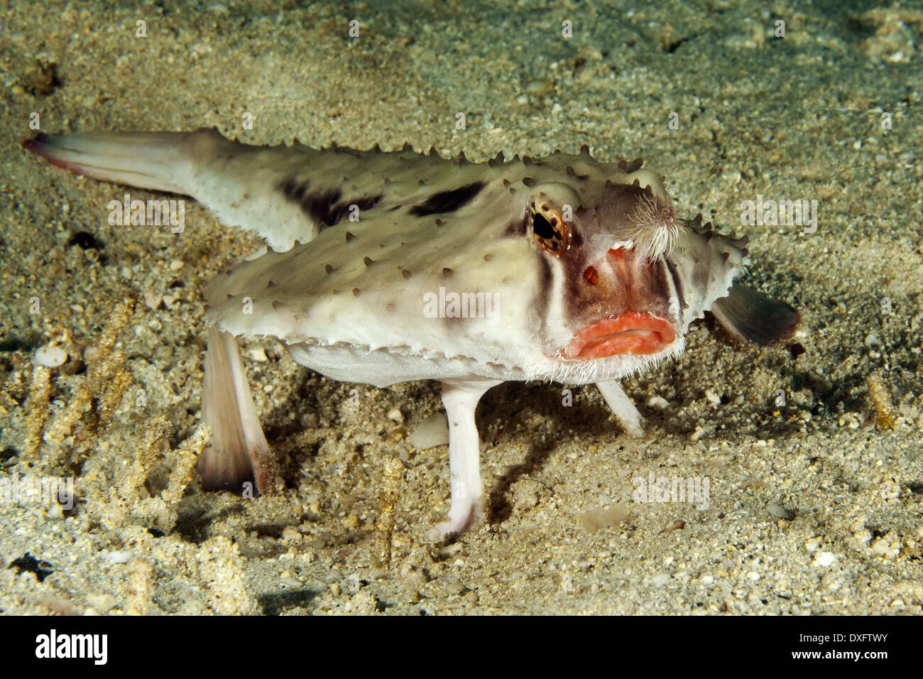 Roughback Batfish