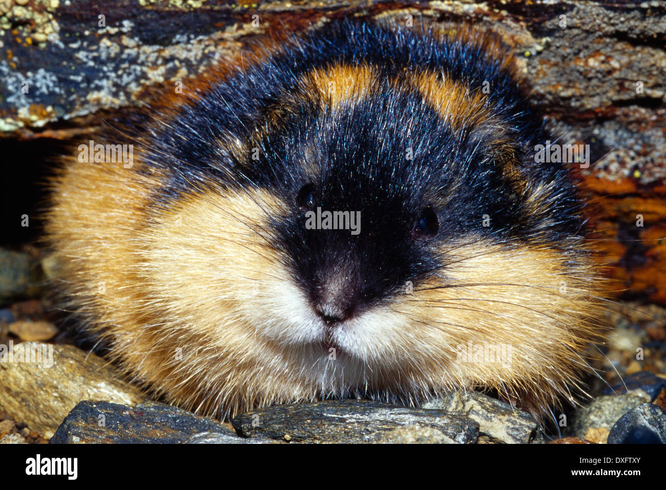 Lemming Migration High Resolution Stock Photography and Images - Alamy