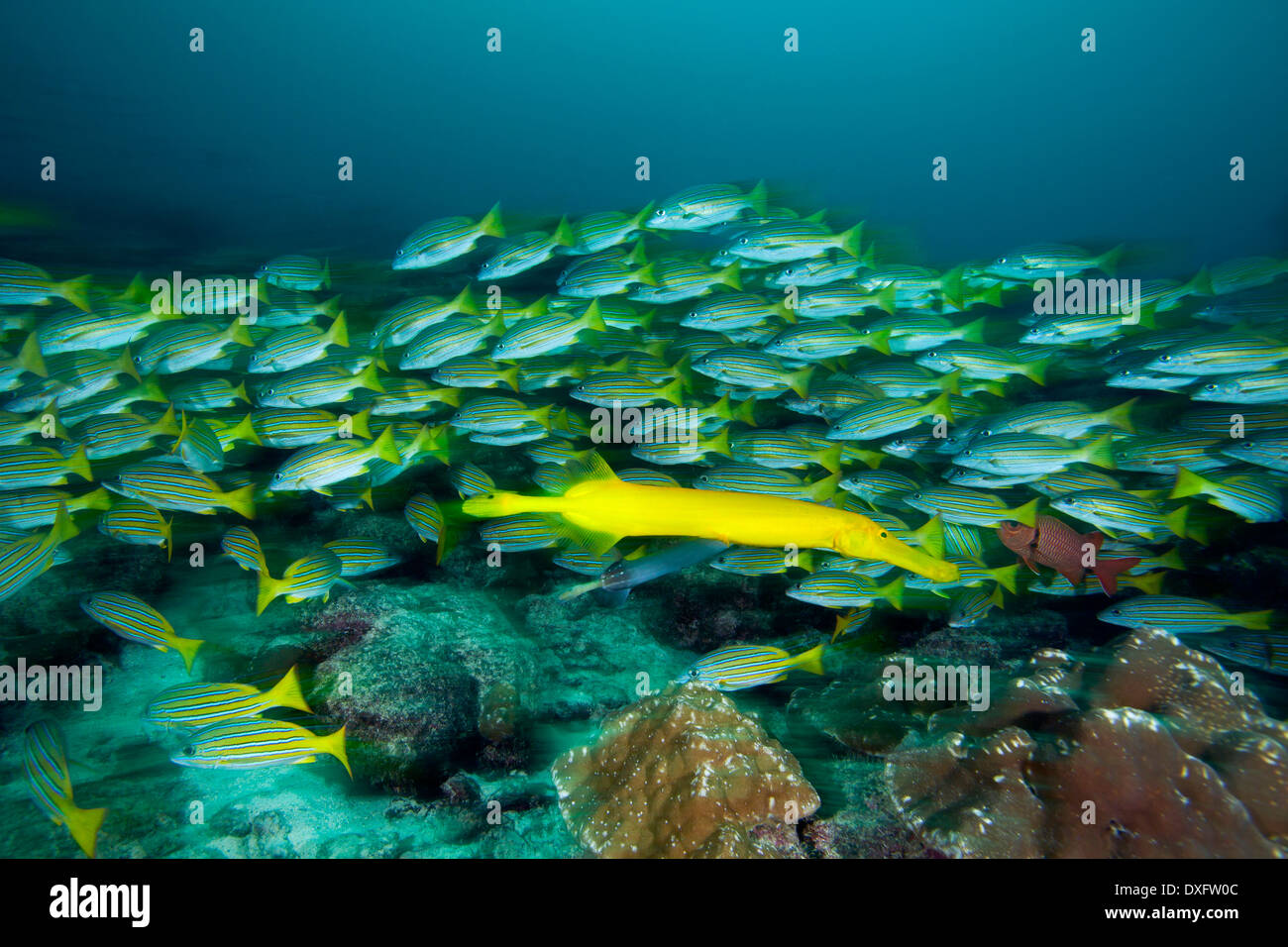 Yellow Trumpetfish, Aulostomus chinensis, Cocos Island, Costa Rica ...