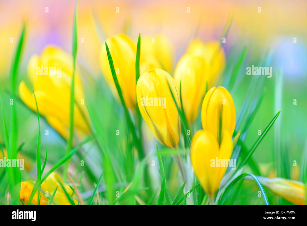 Bouquet of Yellow Crocus Flowers In Spring Stock Photo - Alamy