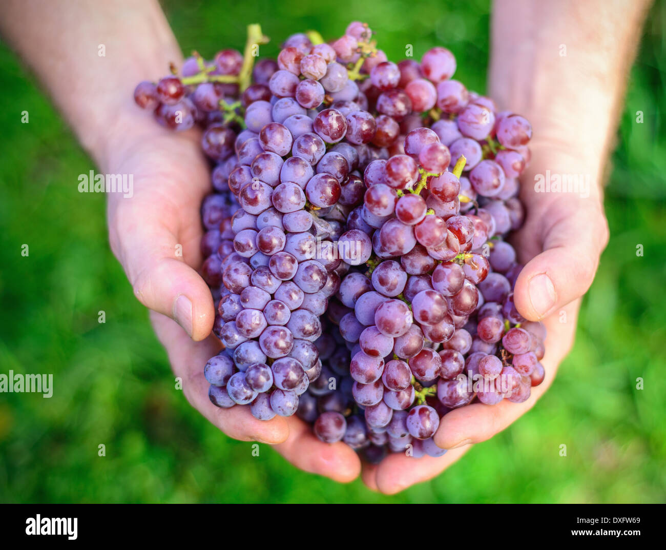 Hand Holding Fresh Bunch of Grapes In The Vineyard Stock Photo - Alamy