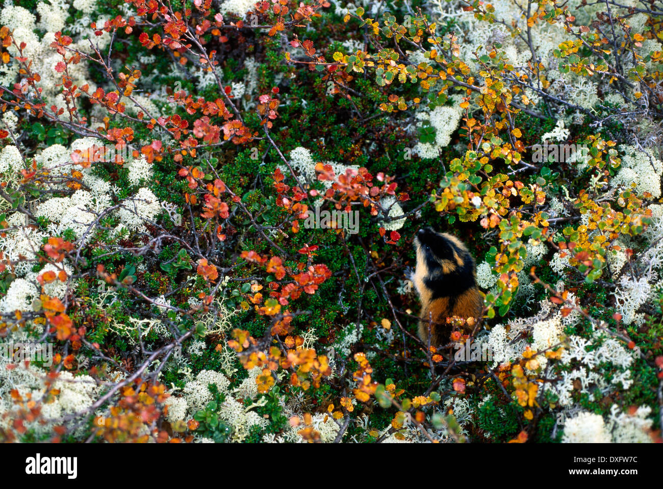 Lemming Migration High Resolution Stock Photography and Images - Alamy