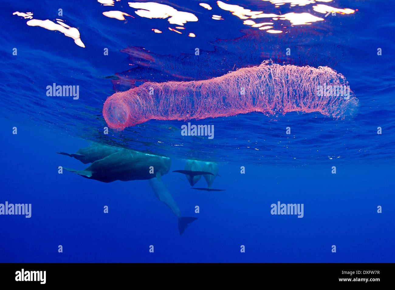 Pelagic egg mass of Squid, Thysanoteuthis rhombus, Caribbean Sea ...