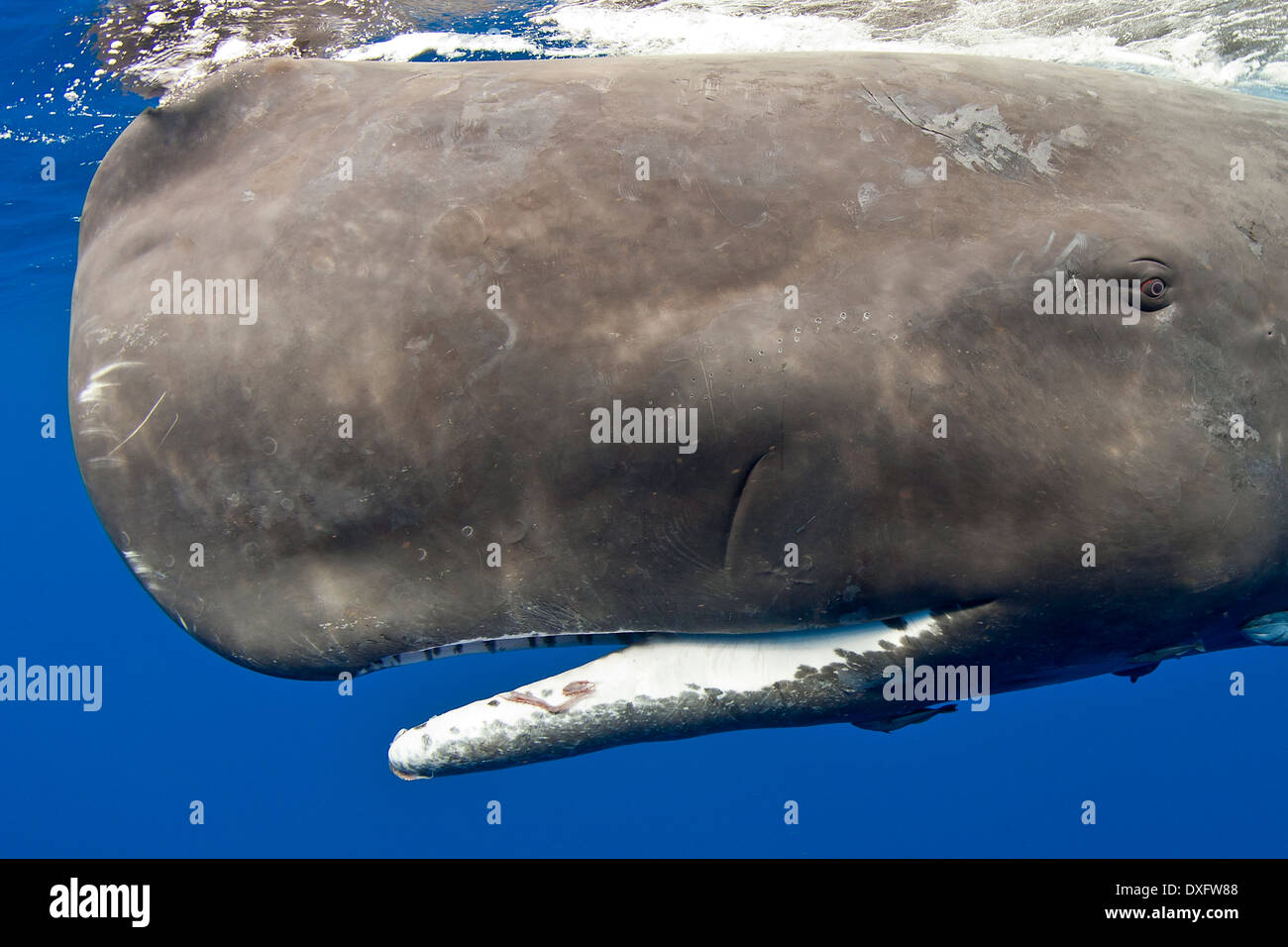 Sperm Whale, Physeter macrocephalus, Caribbean Sea, Dominica Stock Photo - Alamy