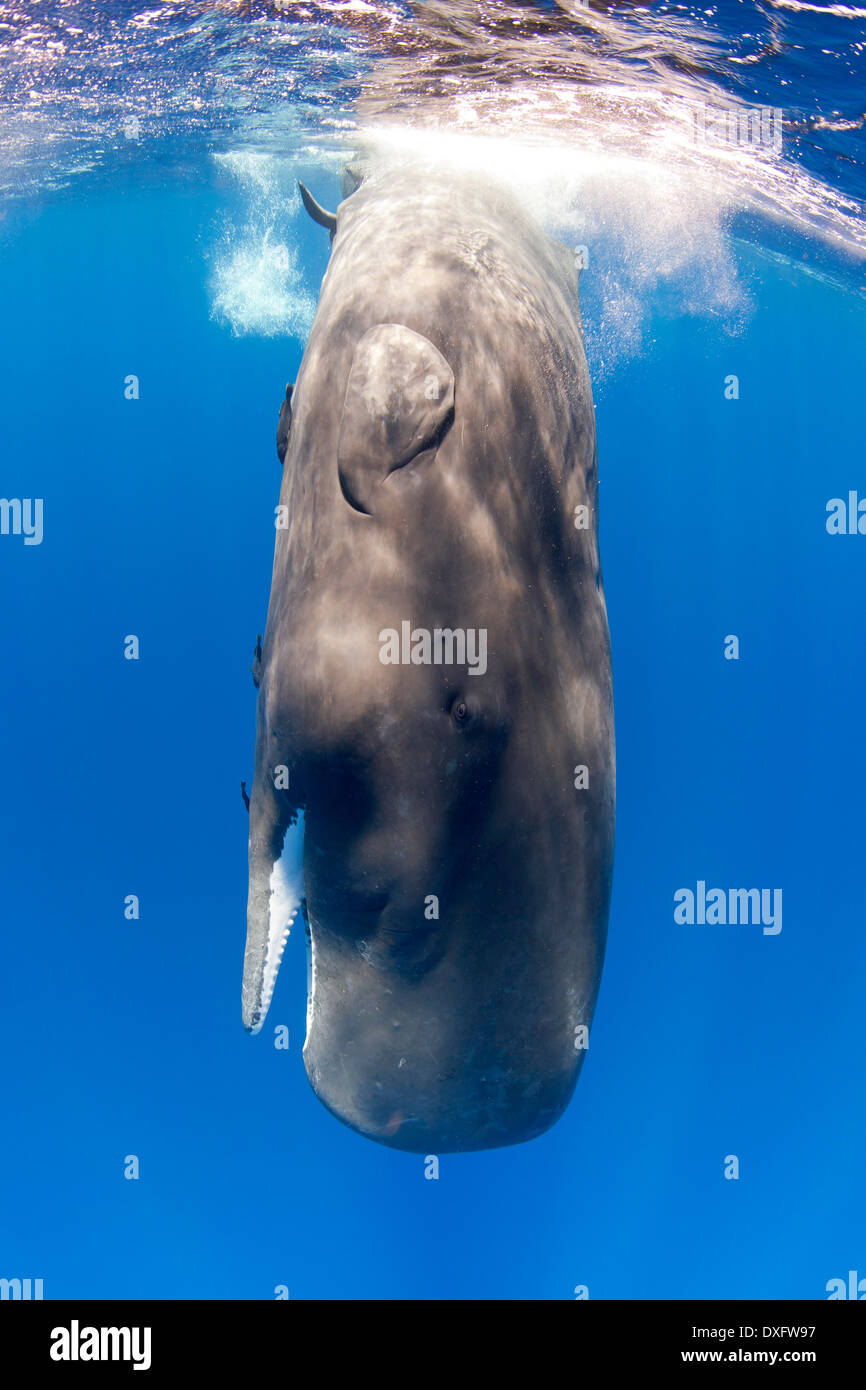 Sperm Whale descend, Physeter macrocephalus, Caribbean Sea, Dominica ...