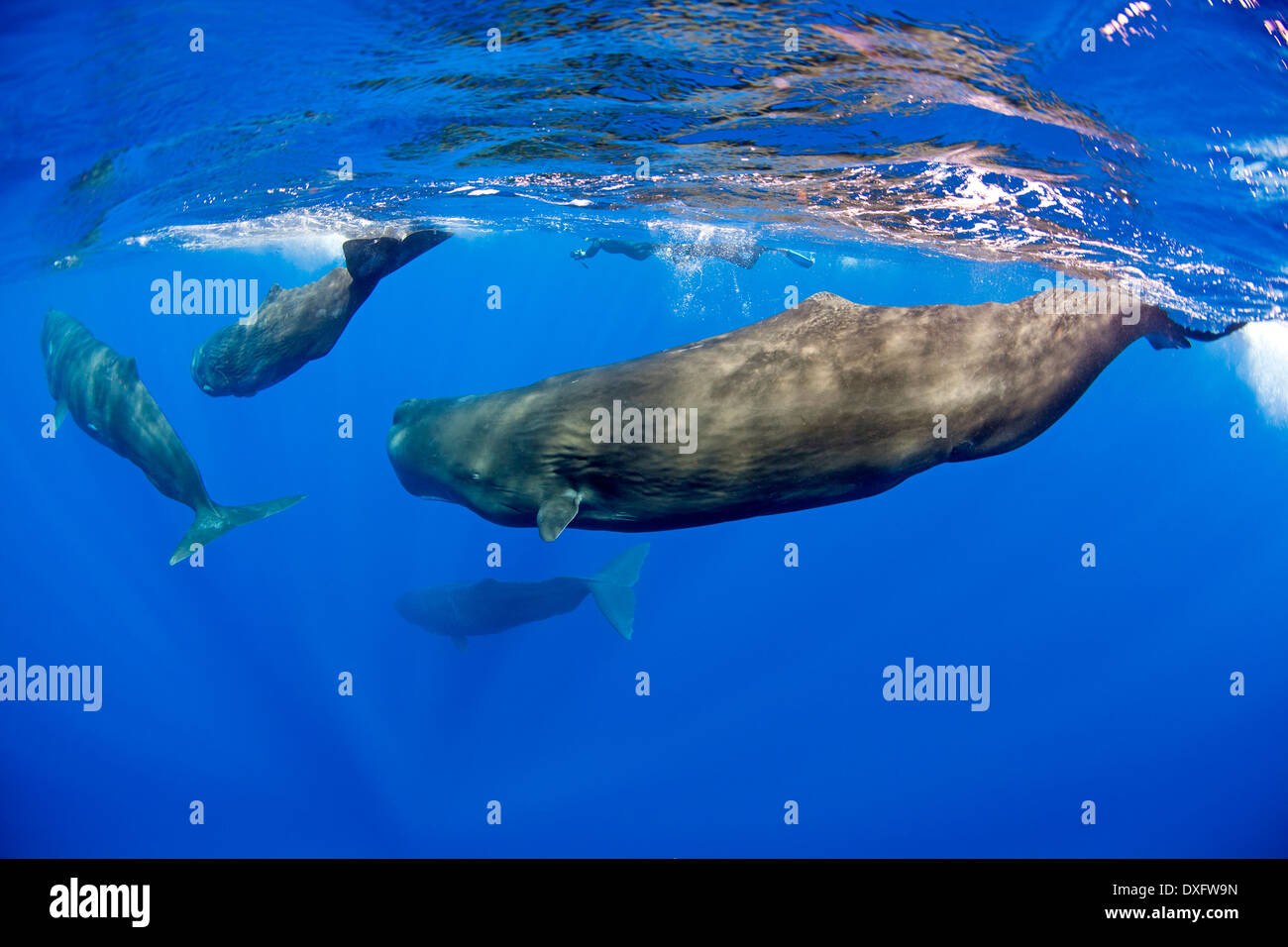 Pod of Sperm Whale, Physeter macrocephalus, Caribbean Sea, Dominica Stock Photo - Alamy