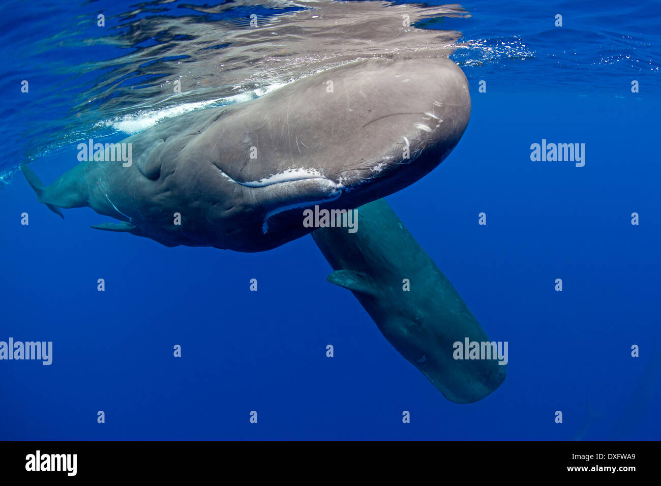 Sperm Whale, Physeter macrocephalus, Caribbean Sea, Dominica Stock Photo - Alamy