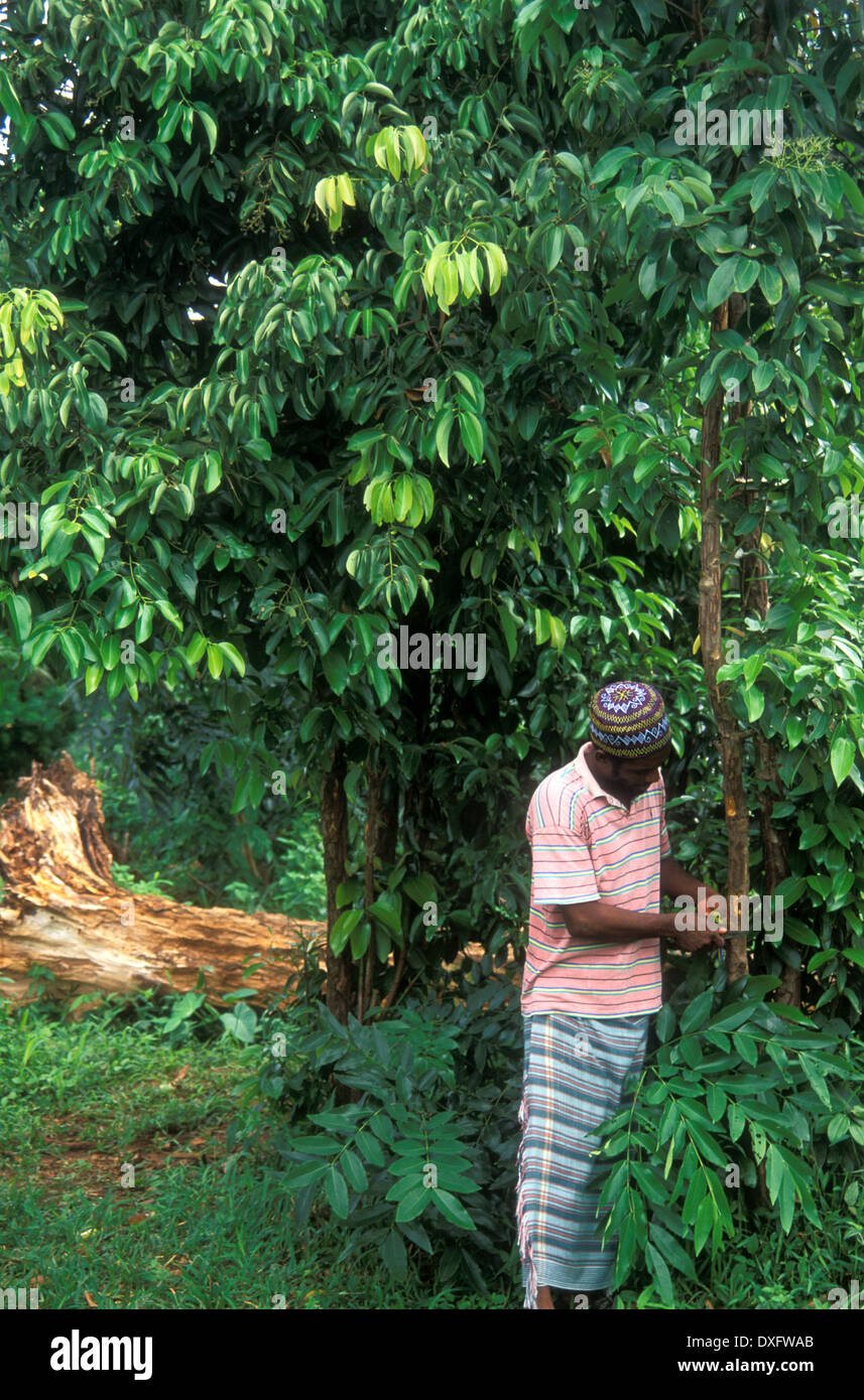 Nutmeg cultivation hi-res stock photography and images - Alamy