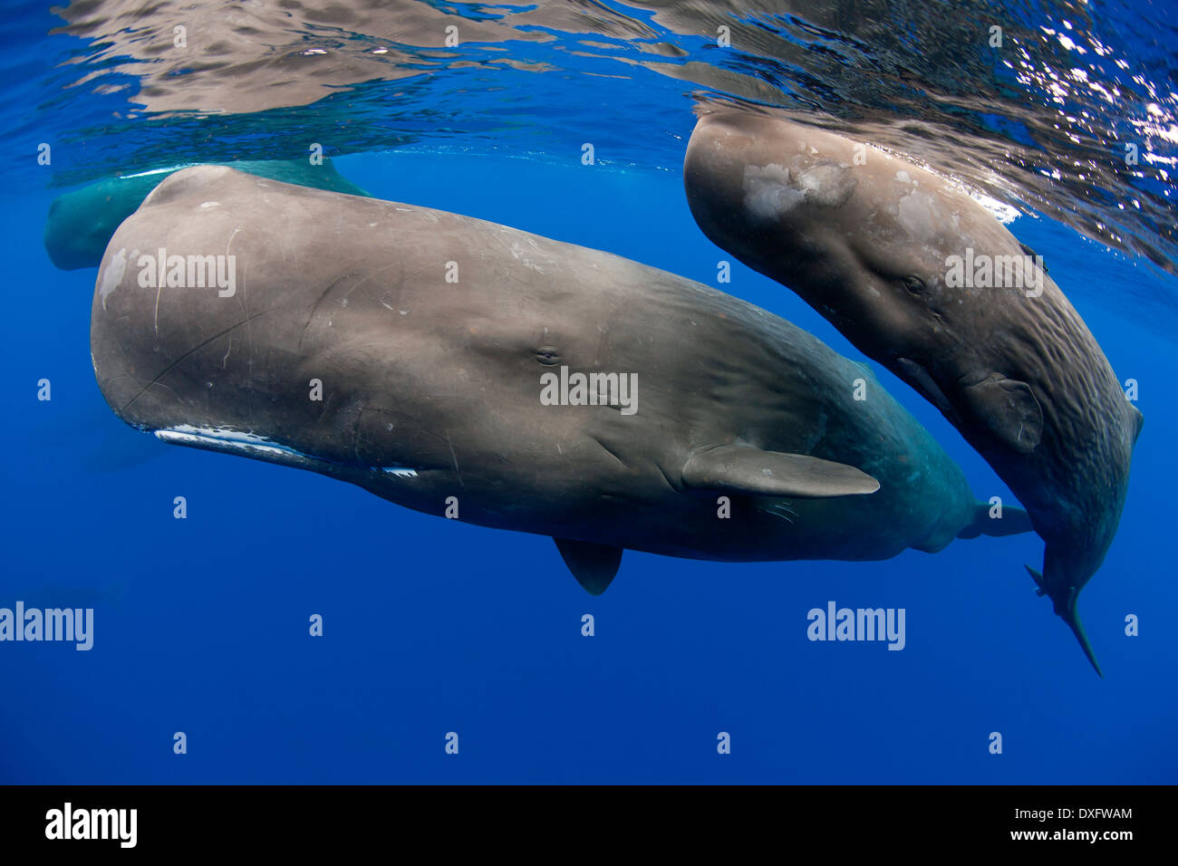Sperm Whale Mother and Calf, Physeter macrocephalus, Caribbean Sea, Dominica Stock Photo - Alamy