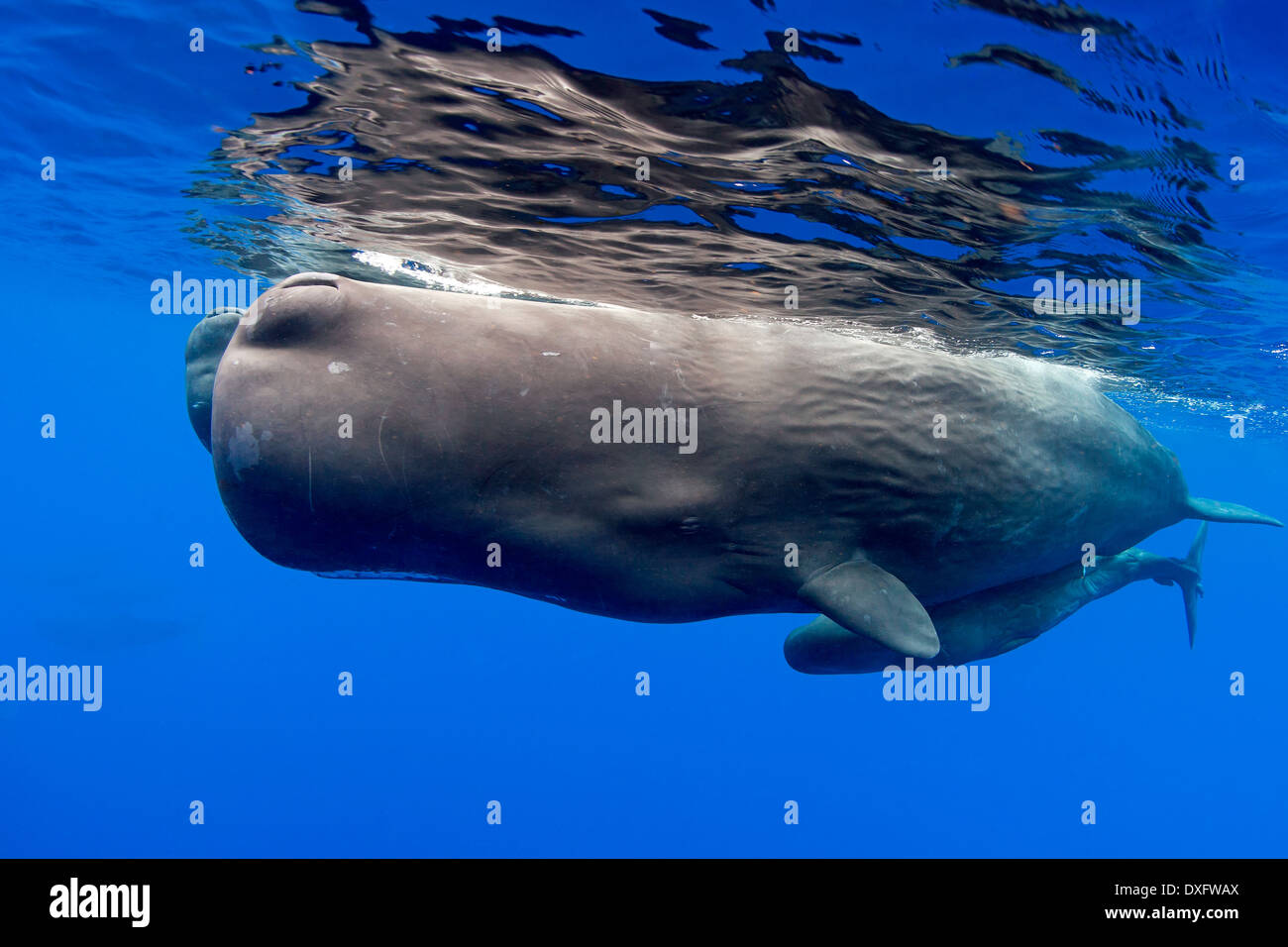 Sperm Whale Mother and Calf, Physeter macrocephalus, Caribbean Sea, Dominica Stock Photo - Alamy