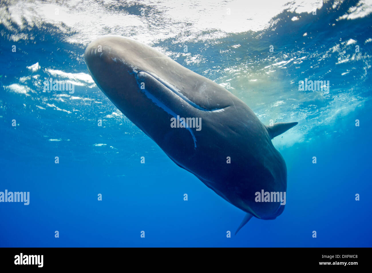 Sperm Whale, Physeter macrocephalus, Caribbean Sea, Dominica Stock Photo - Alamy