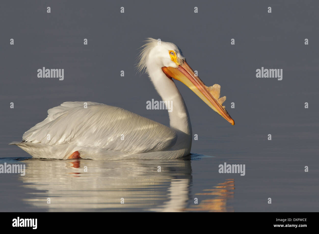 American White Pelican - Pelecanus erythrorhynchos - Adult breeding ...