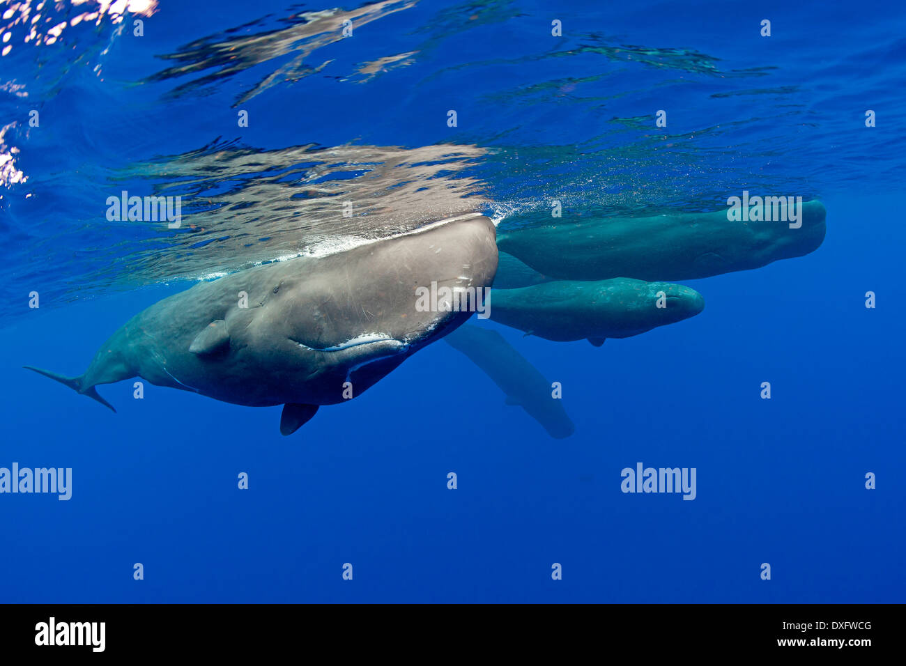 Social bahavior of Sperm Whale, Physeter macrocephalus, Caribbean Sea ...