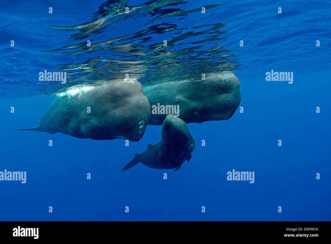 Social bahavior of Sperm Whale, Physeter macrocephalus, Caribbean Sea ...