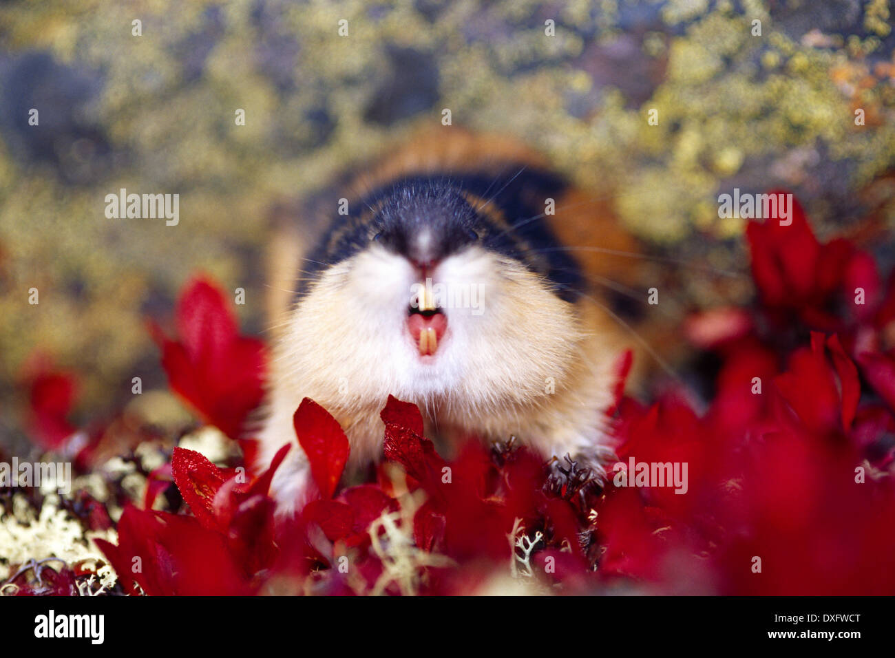 Lemming Migration High Resolution Stock Photography and Images - Alamy