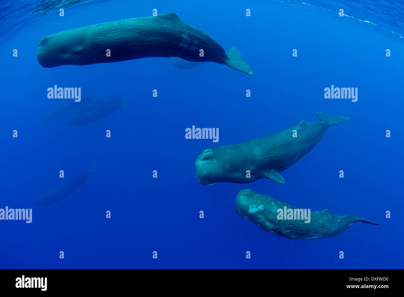Social bahavior of Sperm Whale, Physeter macrocephalus, Caribbean Sea, Dominica Stock Photo - Alamy