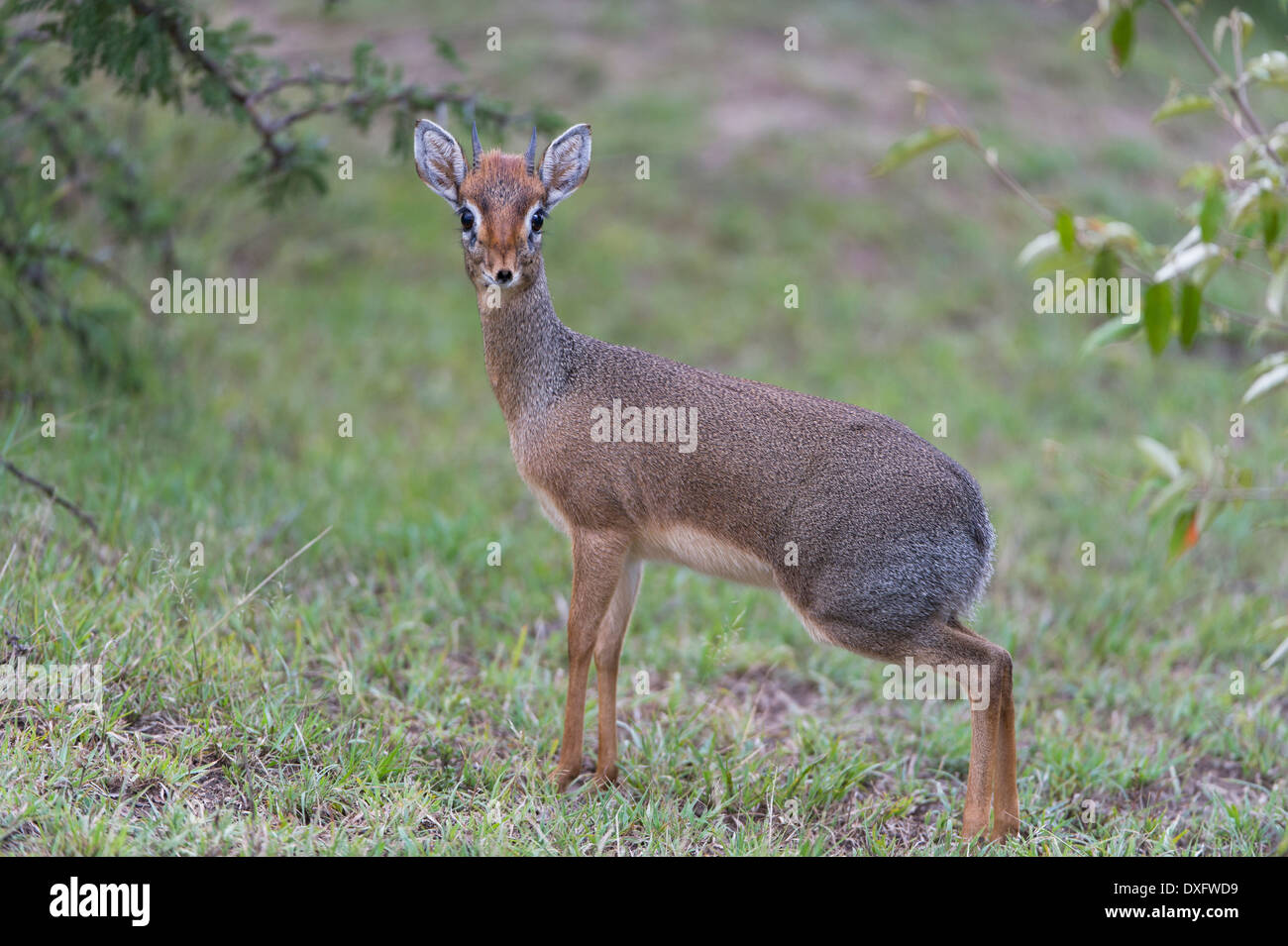South african dik dik deer hi-res stock photography and images - Alamy