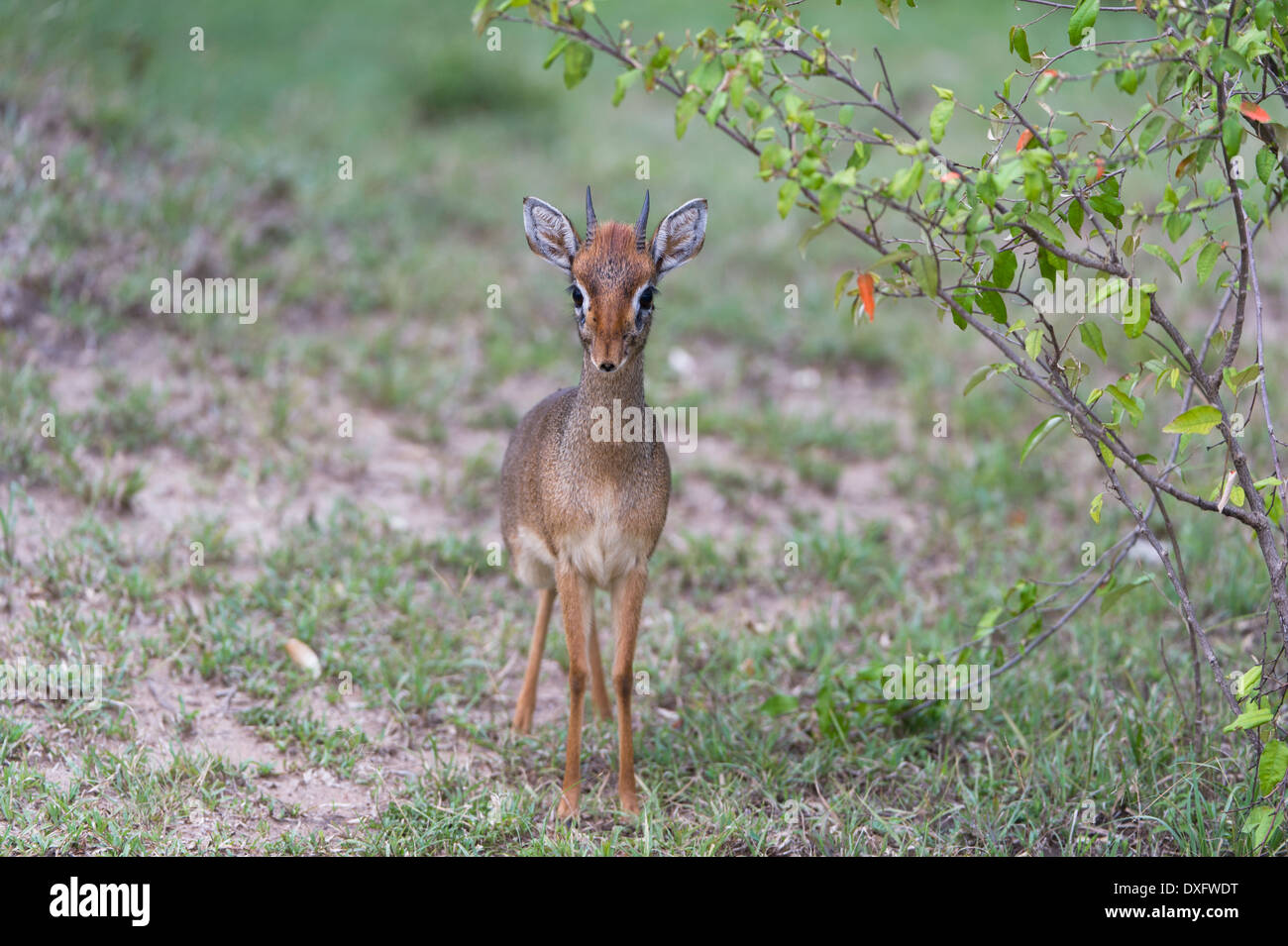 African dikdik hi-res stock photography and images - Alamy