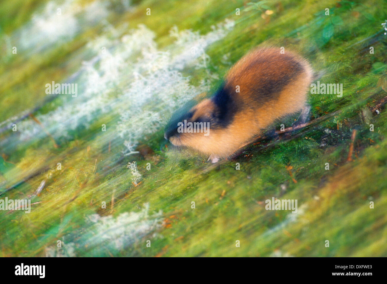 Lemming Migration High Resolution Stock Photography and Images - Alamy