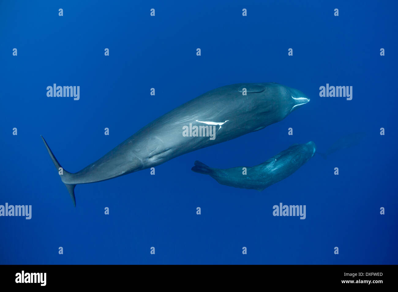 Sperm Whale Mother and Calf, Physeter macrocephalus, Caribbean Sea, Dominica Stock Photo - Alamy