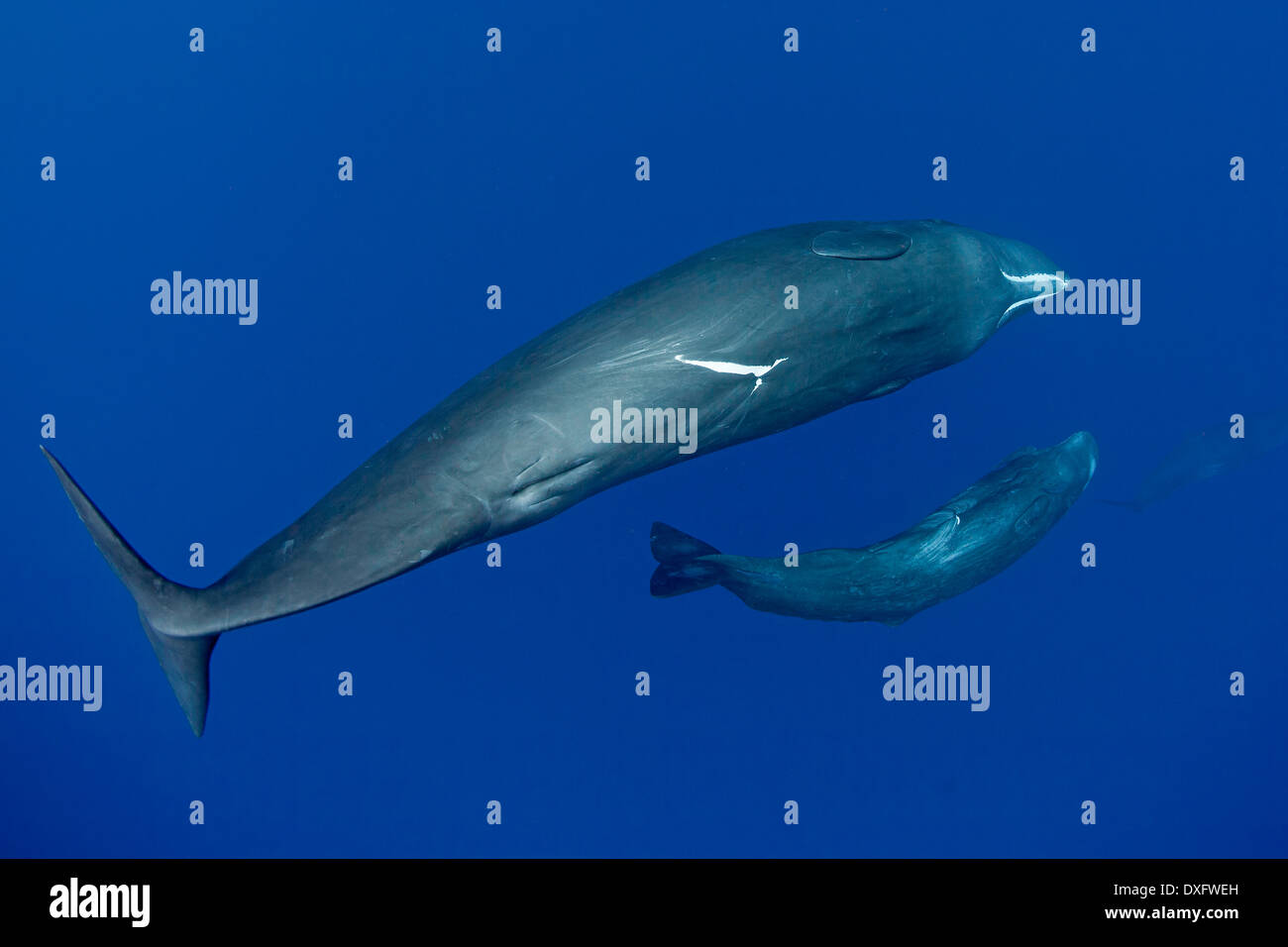 Sperm Whale Mother and Calf, Physeter macrocephalus, Caribbean Sea, Dominica Stock Photo - Alamy