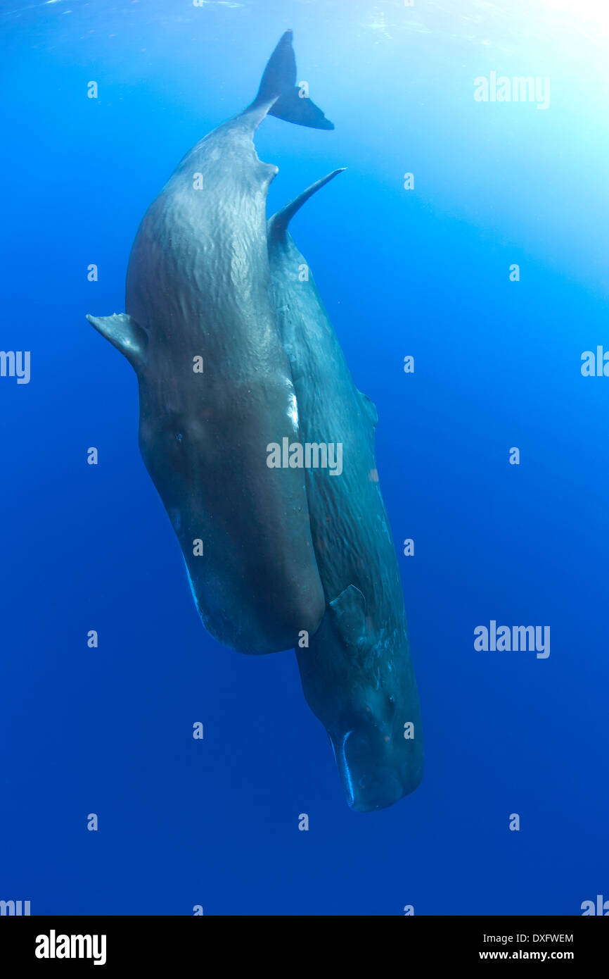 Sperm Whale, Physeter macrocephalus, Caribbean Sea, Dominica Stock Photo - Alamy