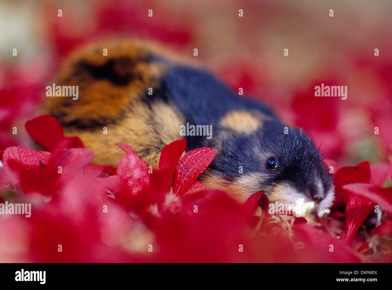 Lemming Migration High Resolution Stock Photography and Images - Alamy