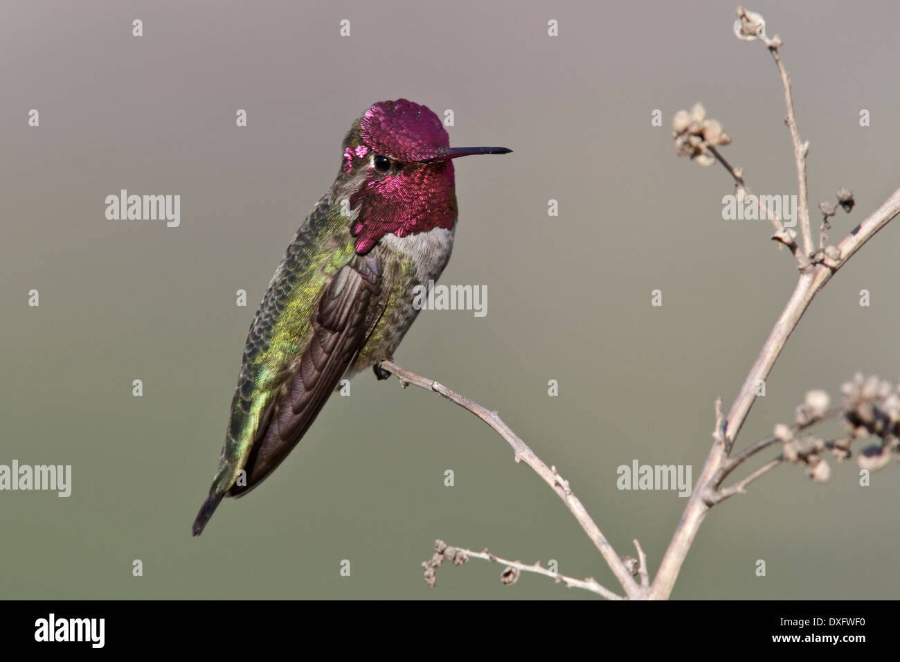 Anna's Hummingbird - Calypte anna - Adult male Stock Photo - Alamy