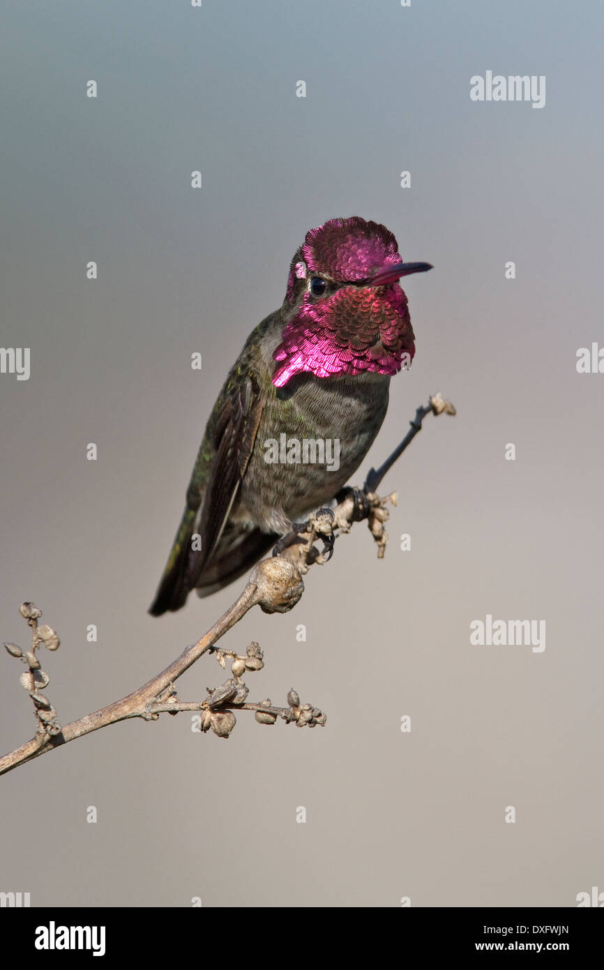 Anna's Hummingbird - Calypte anna - Adult male Stock Photo - Alamy