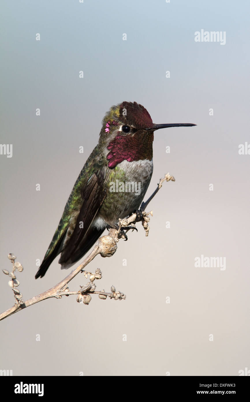 Anna's Hummingbird - Calypte anna - Adult male Stock Photo - Alamy