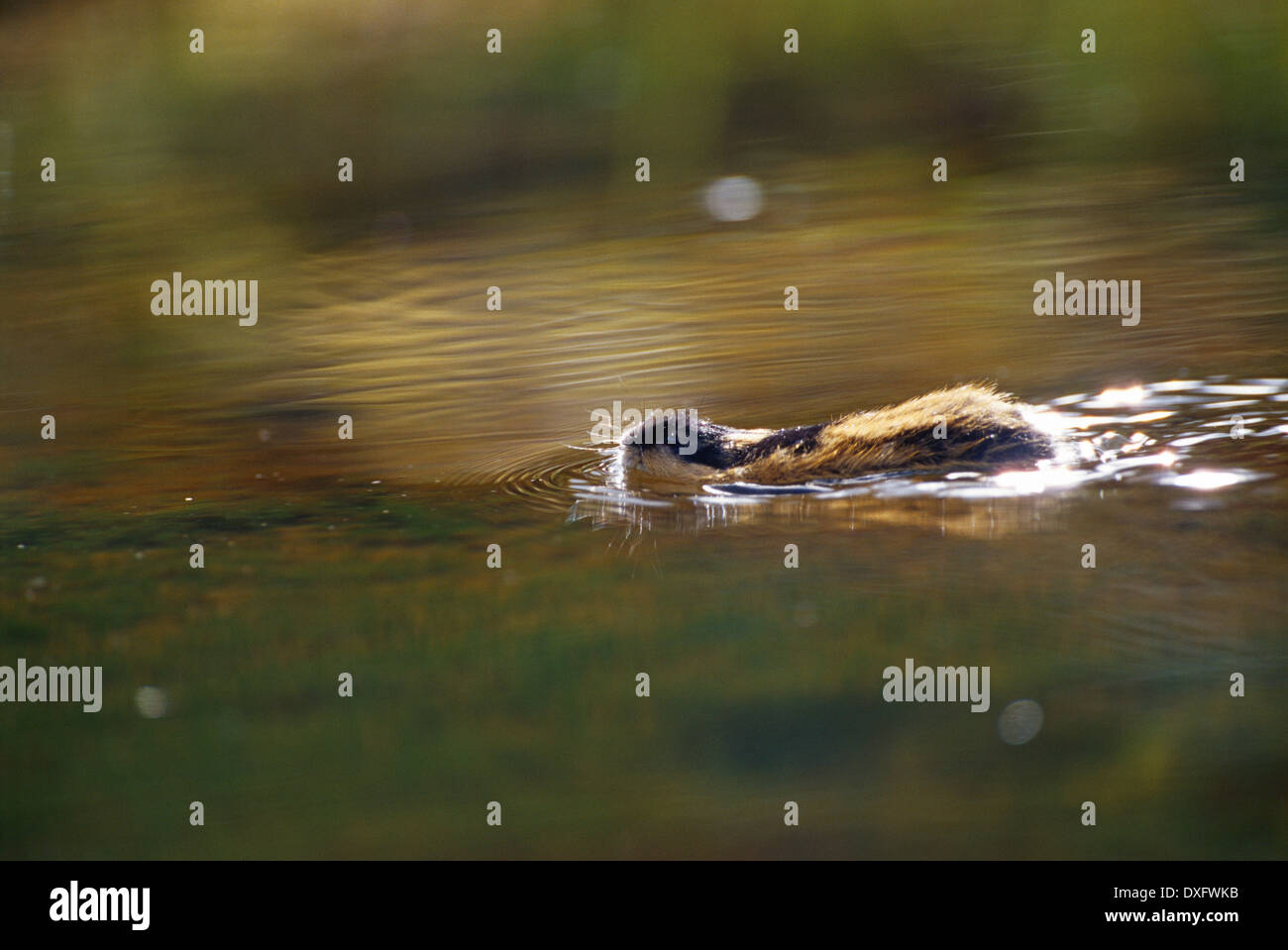 Lemming Migration High Resolution Stock Photography and Images - Alamy