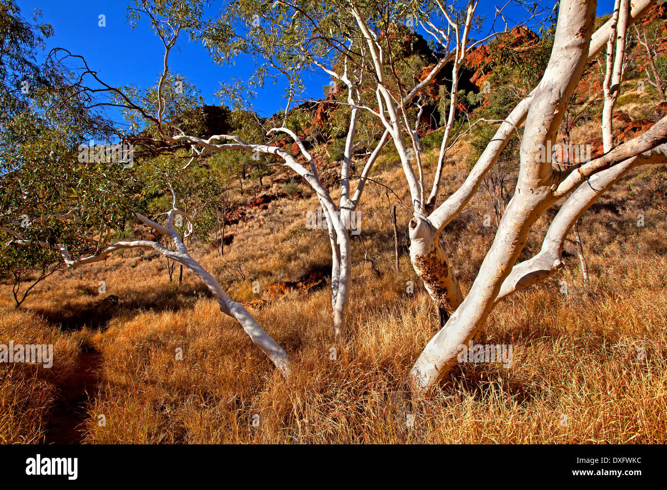 Ghost gum hi-res stock photography and images - Alamy