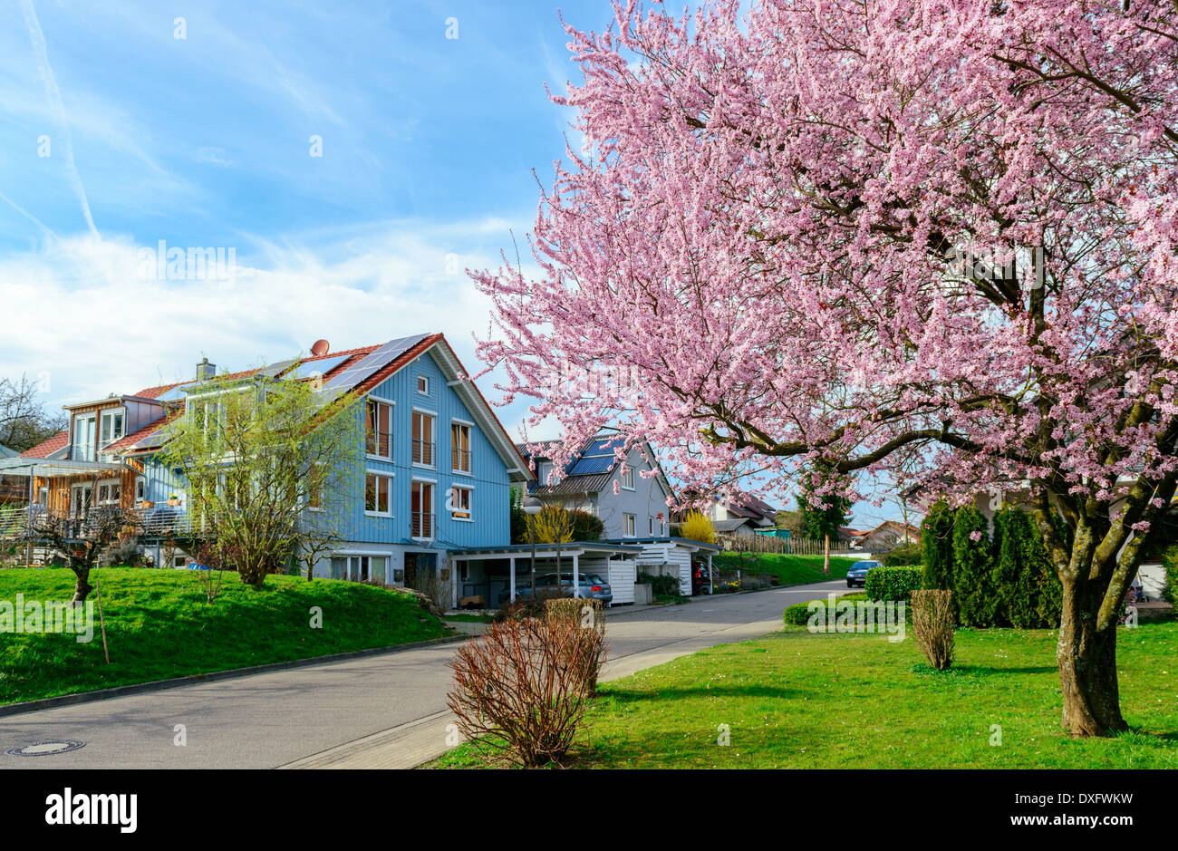 Modern Houses In A Green Suburb District With Blooming Tree In Spring ...