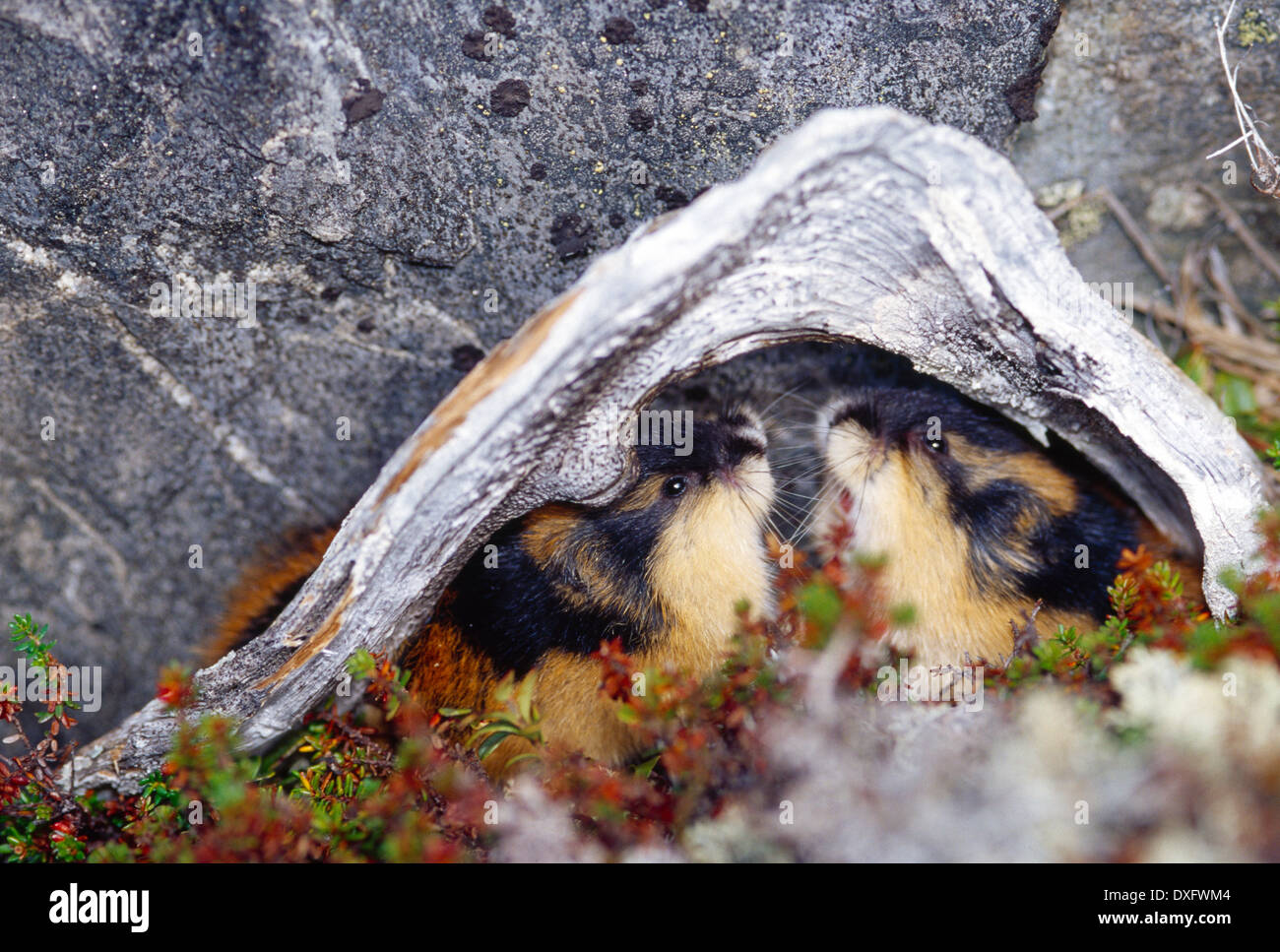 Norway Lemmings High Resolution Stock Photography and Images - Alamy