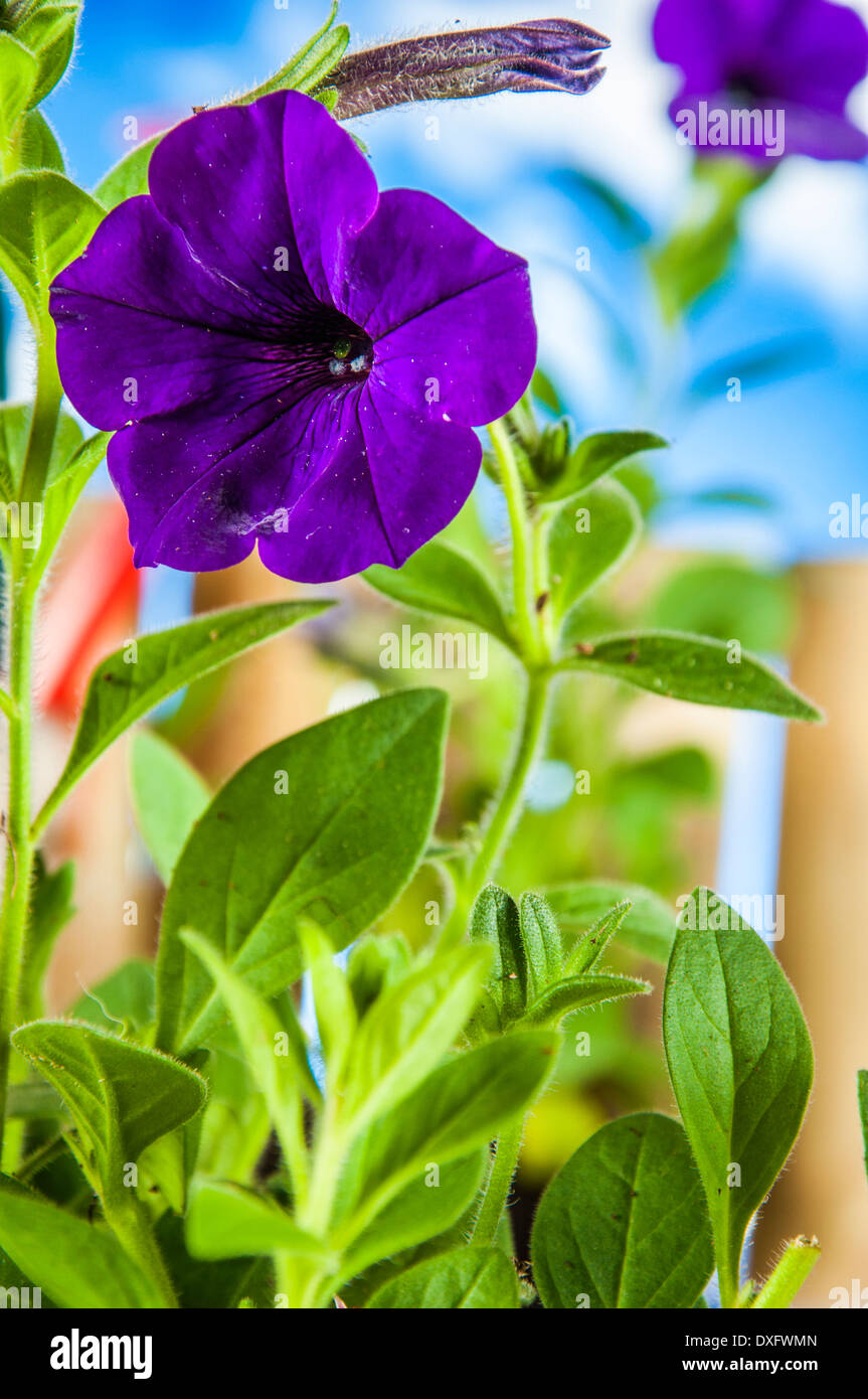 Beautiful theme of garden, vivid colors, bright background Stock Photo ...