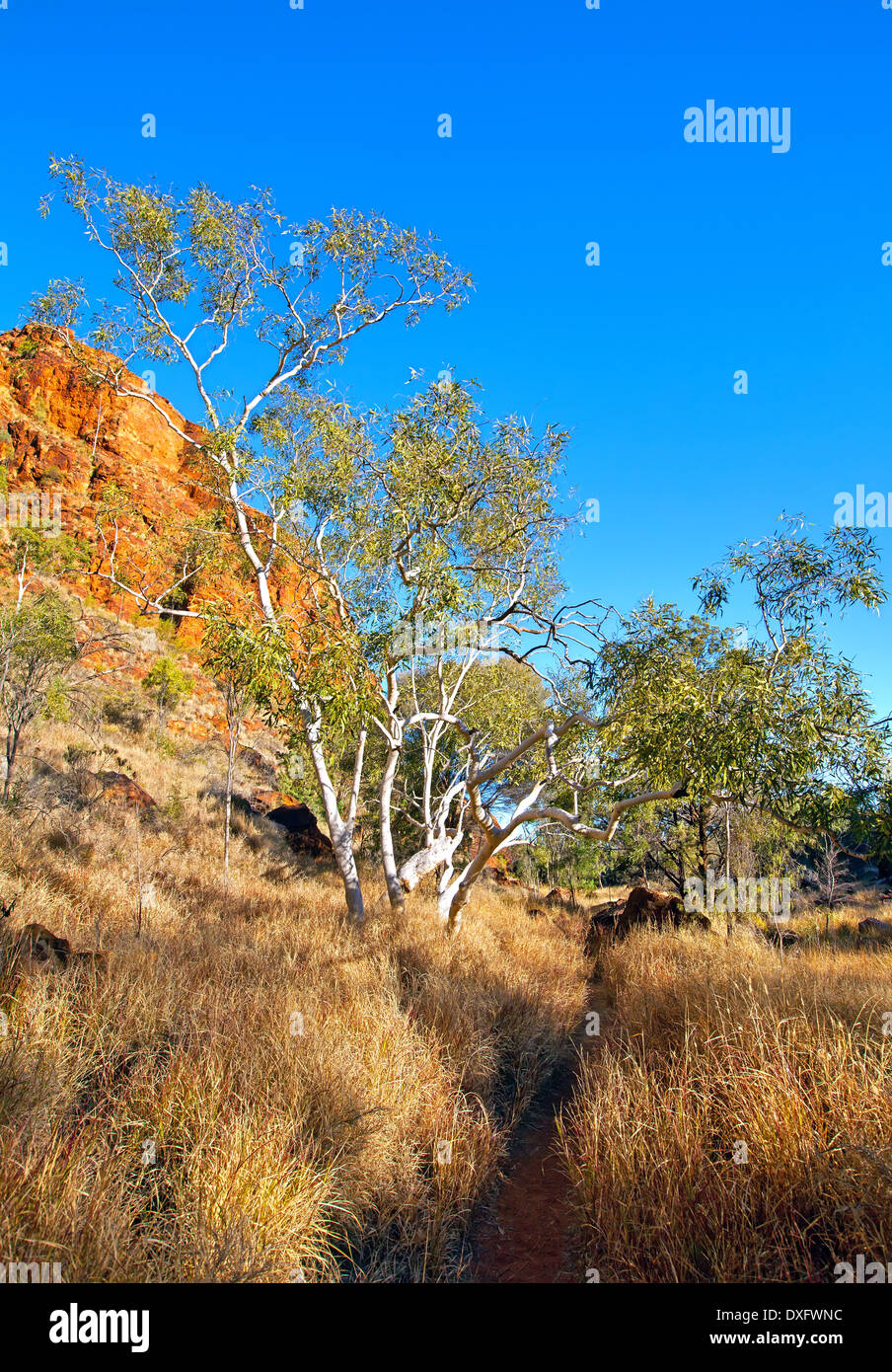 Ghost gum hi-res stock photography and images - Alamy