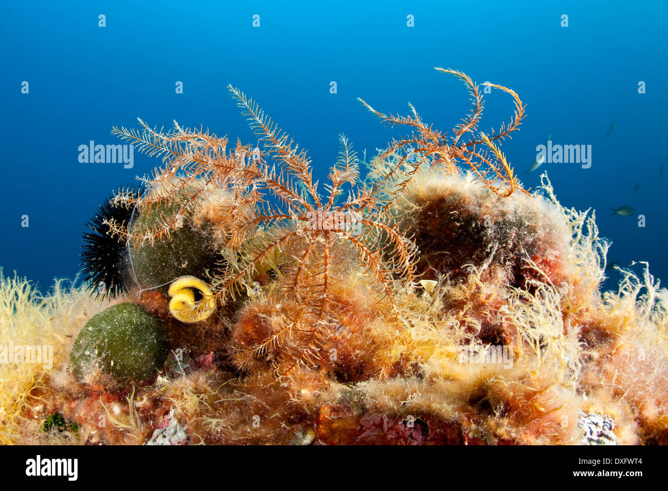 Crinoids or Feather Stars, Antedon mediterranea, Dubrovnik, Adriatic ...