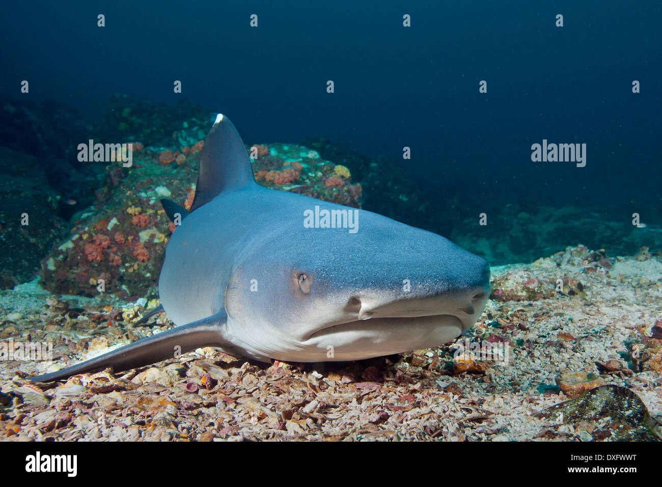 Whitetip Reef Shark resting, Triaenodon obesus, Cocos Island, Costa ...