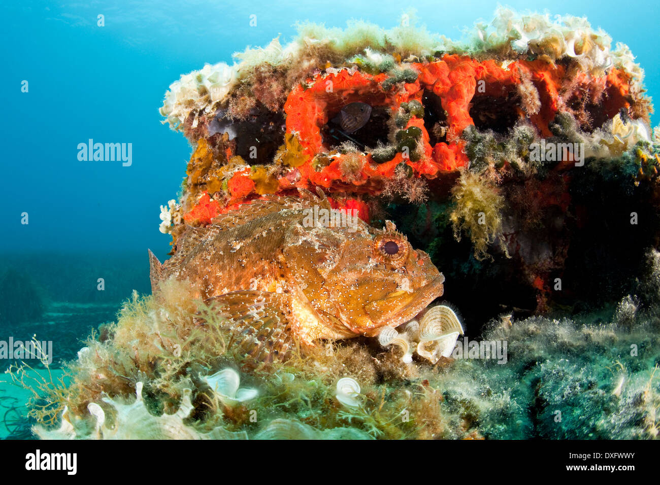 Scorpionfish on Artifical Reef, Scorpaena porcus, Larvotto ...