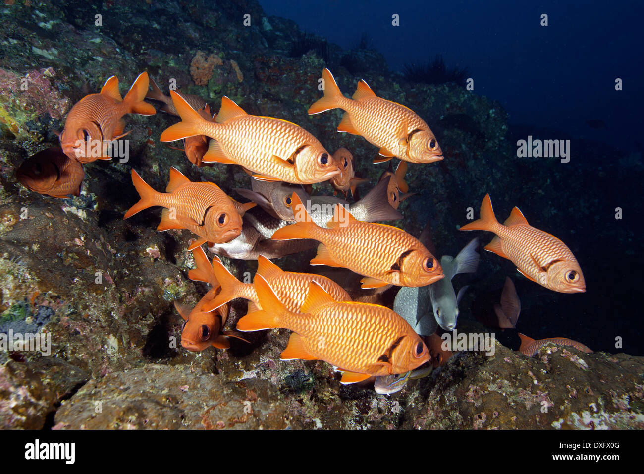 School of bigscale soldierfishes hi-res stock photography and images ...