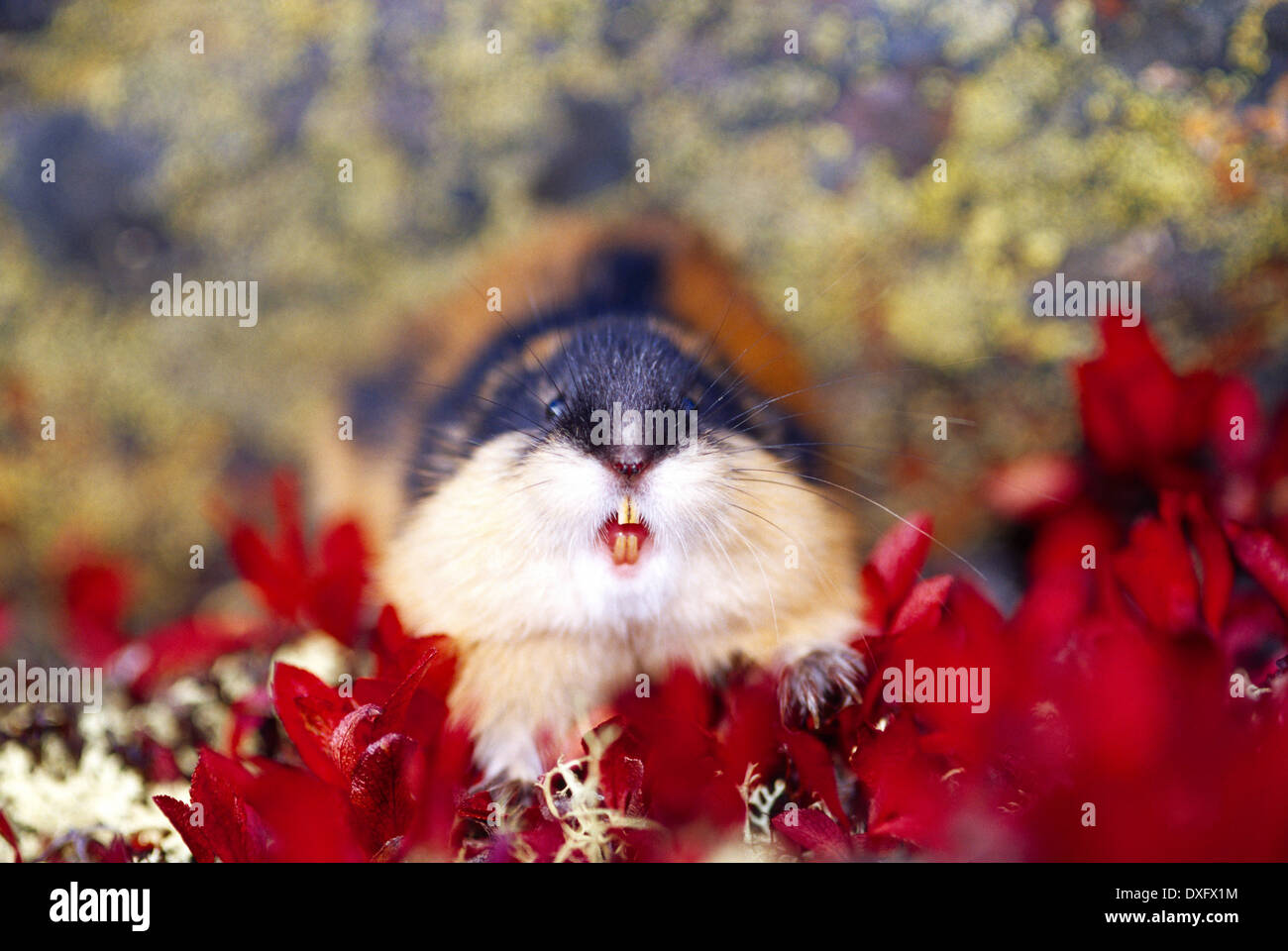 Lemming Migration High Resolution Stock Photography and Images - Alamy