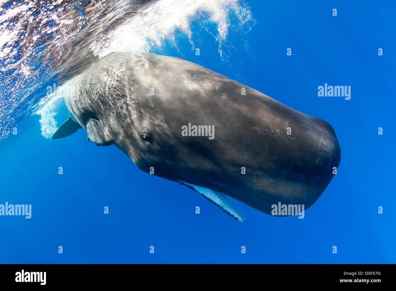 Sperm Whale, Physeter macrocephalus, Caribbean Sea, Dominica Stock Photo - Alamy