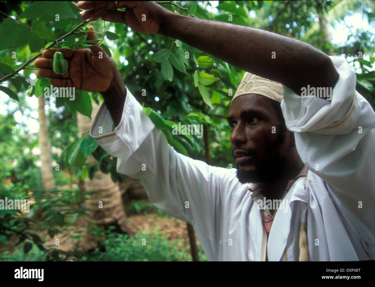 Star fruit tree in a plantation on the island of Zanzibar, 1997 Stock ...