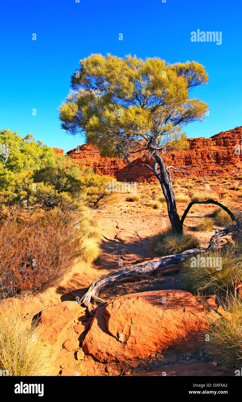 Australian native pine tree hi-res stock photography and images - Alamy