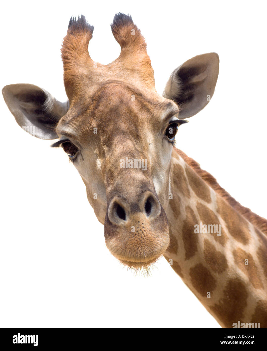 Close up shot of giraffe head isolate on white Stock Photo - Alamy